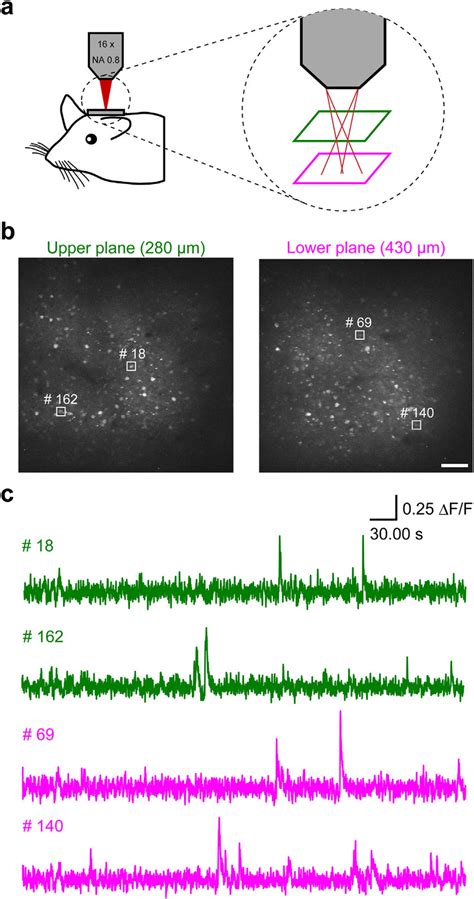 Dual Plane Image Of Neural Activities Obtained With The Slm Based