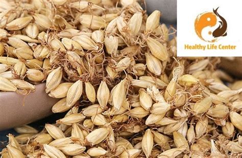 Mai Ya麦芽high Qualitymaltfructus Hordei Germinatus Malt Etsy