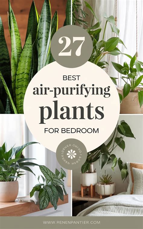 27 Best Air Purifying Plants For Bedroom 2025