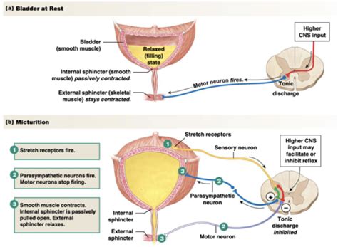 Ch 35 Disorders Of The Bladder And Lower Urinary Tract Flashcards