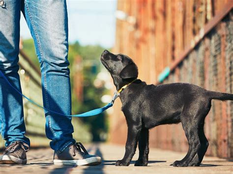 The Best Way To Train Your New Puppy Pet Other