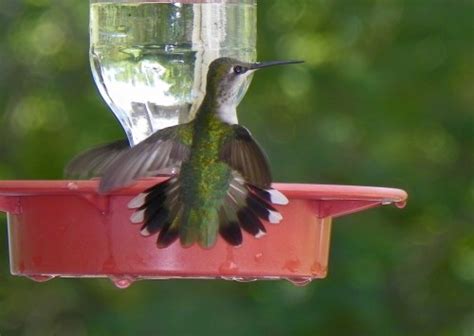 Female Ruby Throat Hummingbird FeederWatch