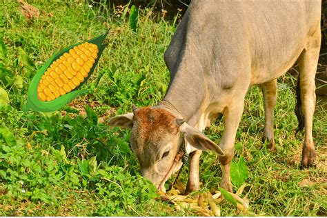 Can Cattle Safely Eat Deer Corn
