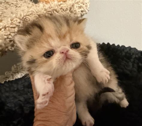 Exotic Shorthair Kitten For Sale In Palm Coast Florida 1800