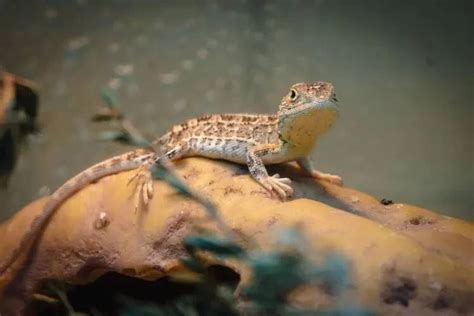 Trovato Un Esemplare Di Drago Vittoriano Senza Orecchie Non Succedeva