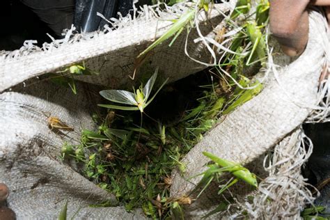 Nsenene Republic Phmuseum