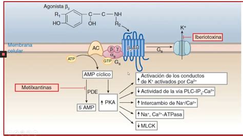 Broncodilatadores Mecanismo De Acción Y Tipos Mecanicos Valencia