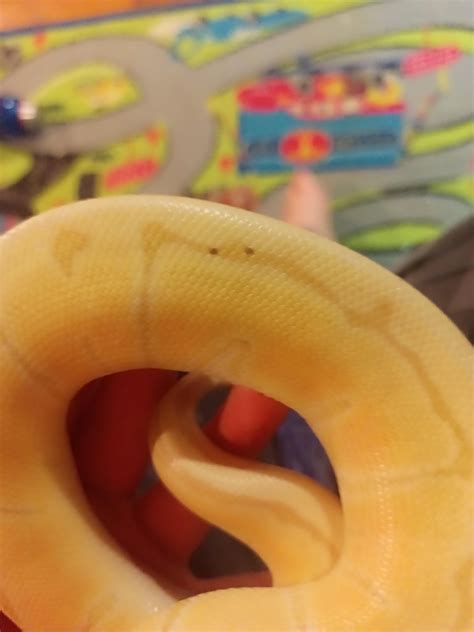 Mites Rballpython