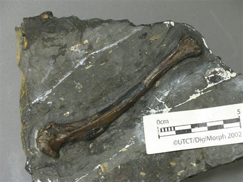 Newly Discovered Prehistoric Bird Lived Near A Balmy North Pole