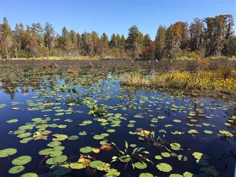 Okefenokee National Wildlife Refuge By Patrick J Holladay Phd