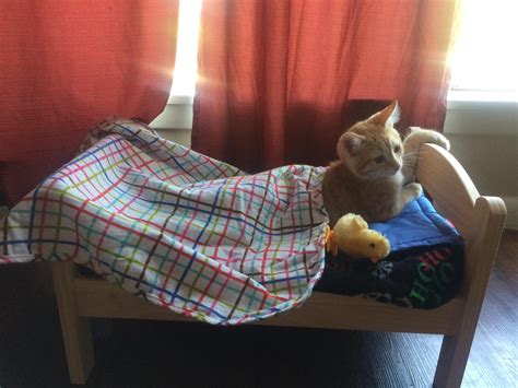 My Lil Nugget Tucked In With His Lil Nugget 🐤 R Tuckedinkitties