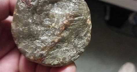 What Do All Of These Fossils Have In Common Album On Imgur