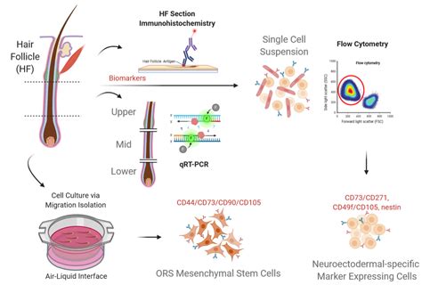 The Middle Part Of The Plucked Hair Follicle Outer Root Sheath Is Identified As An Area Rich In
