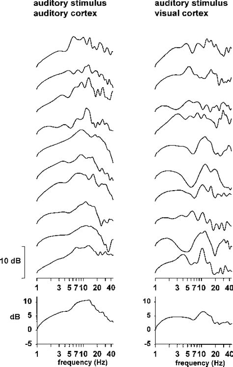 figure 1 from evoked eeg alpha oscillations in the cat brain a