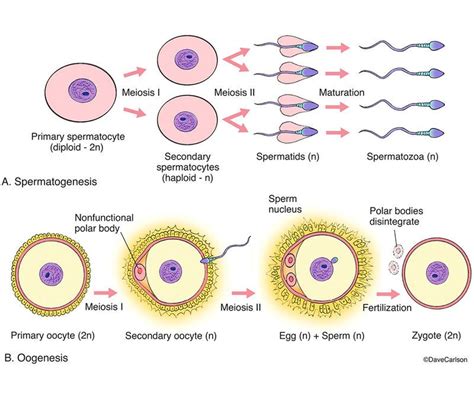 Evolution And Genetics Carlson Stock Art Biology Notes Science Notes