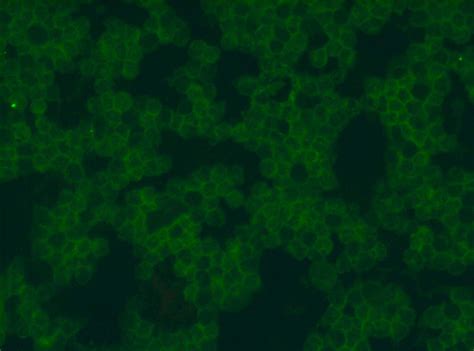 Siglec 2 Cd22 Antibody Oti1f12 Nbp2 46125 Novus Biologicals