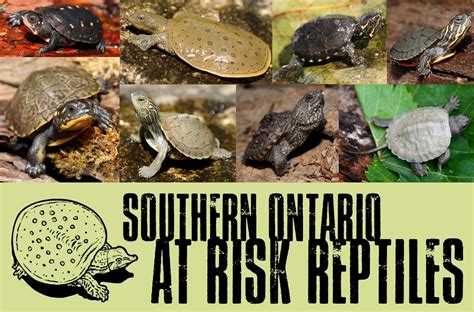 Southern Happy World Turtle Day From Southern Ontario At Risk