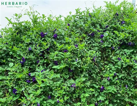 Cách Sử Dụng Hoa đậu Biếc Tươi