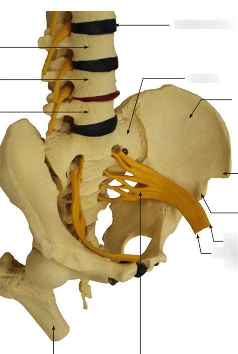 Diagram Of Lab Exam Spinal Cord Quizlet