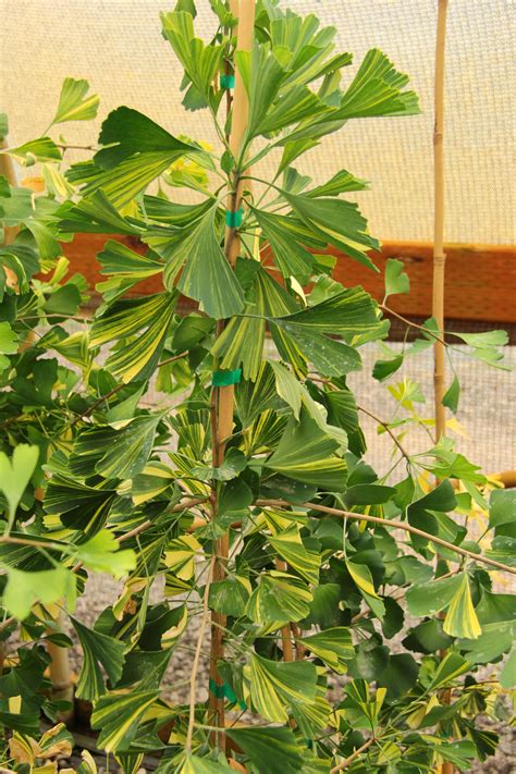 Buy Ginkgo Biloba Variegated Finger Variegated Finger Maidenhair Tree