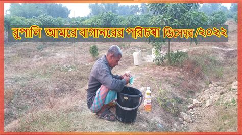 রুপালী আম বাগানের পরিচর্যা ডিসেম্বর ২০২২। Youtube