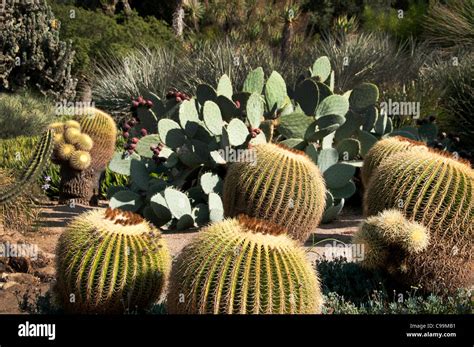 The Huntington Library Art Collections Botanical Gardens Cactus