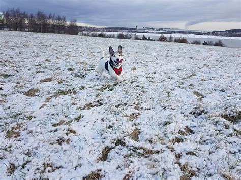 Charlies Chums 4°c Do We Look Like We Care 🐶🐾 Facebook