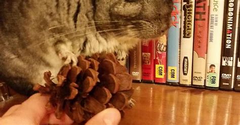 Things My Chinchillas Do Album On Imgur