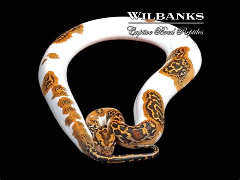 Piebald 100 Het Albino Burmese Python By Wilbanks Captive Bred Reptiles