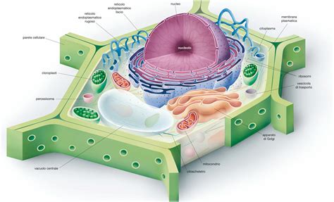 CELLULA Coggle Diagram