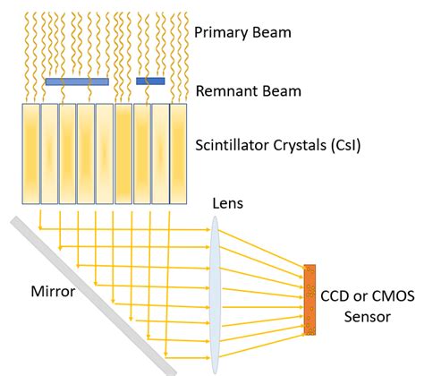 Image Capture And Display Digital Radiographic Exposure Principles And Practice