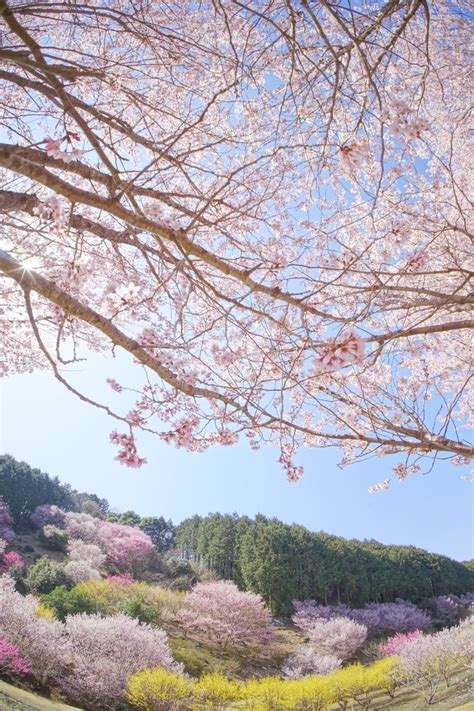 PhotoMap on Twitter RT PHOTOKEIYA 小川町の桃源郷花桃や山桜山茱萸などが見ごろです 今年もやっぱり
