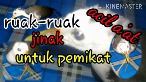 Ruak Ruak Pemikat YouTube