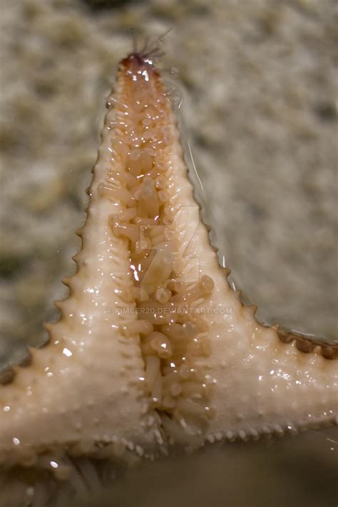 Starfish Arm By Kimber20 On Deviantart