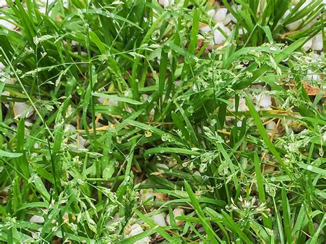 Pronounce Couch Grass Uk At Olivia Quinn Blog