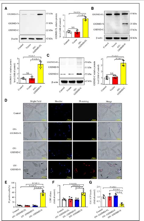 Figure 2 From Gsdmd Mediated Cardiomyocyte Pyroptosis Promotes
