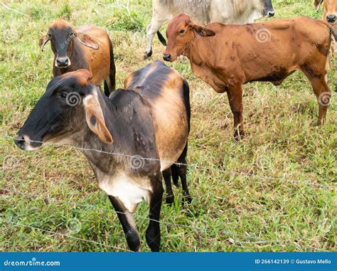 Oxen And Cows Grazing In A Rural Brazilian Farm Stock Image Image Of