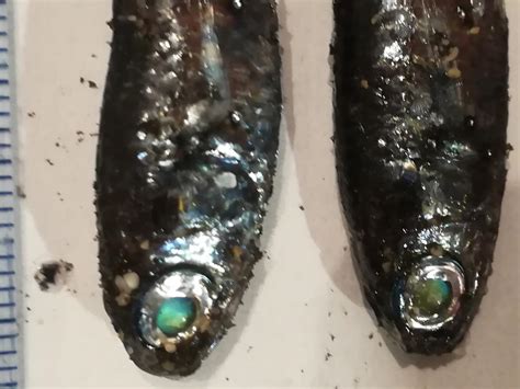Identification Poissons