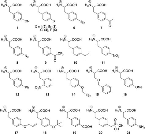 Figure 2 From An Evolved Aminoacyl Trna Synthetase With Atypical Polysubstrate Specificity