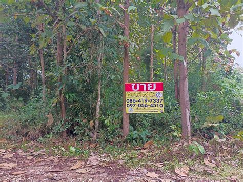 ขาย ที่ดิน ไม้สักพร้อมตัด ตำบล ท่าวังผา อำเภอ ท่าวังผา น่าน Zion Real