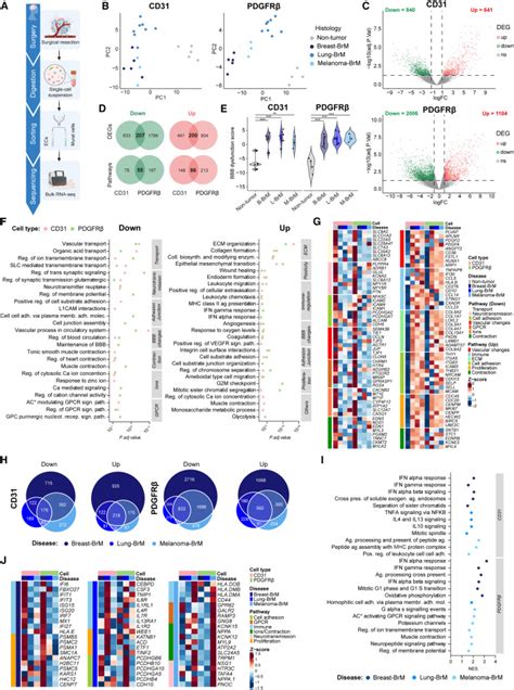 Interrogation Of Endothelial And Mural Cells In Brain Metastasis