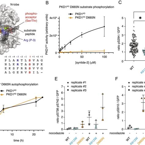 Dimerization Of The Kinase Domain Is Autoinhibitory A Radiometric