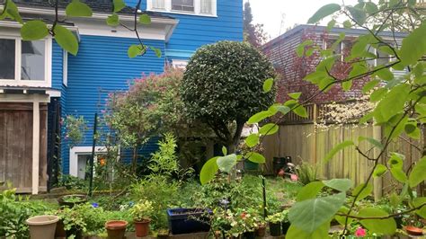 My Seattle Back Yard Yesterday Rrain