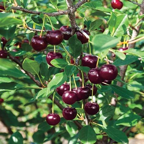 Gurneys 4 In Pot Juliet Dwarf Bush Cherry Prunus Live Fruiting Tree