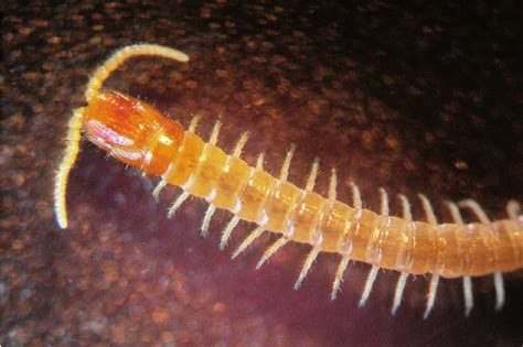 Chilopoda Anatomy