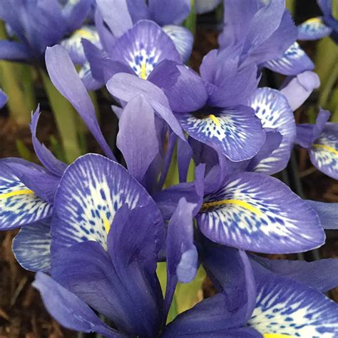 Iris Reticulata Clairette Pheasant Acre Plants