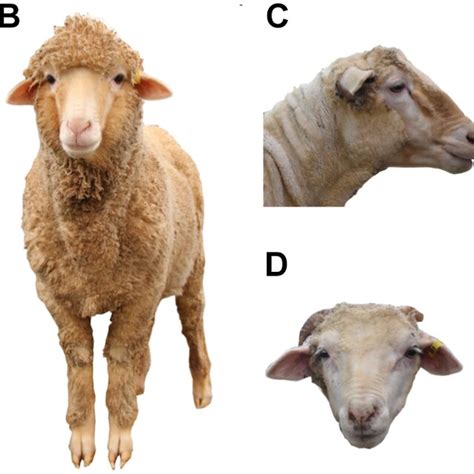 Diagram Of The Attention Bias Test Arena Comprising A 4 M × 4 2 M Yard Download Scientific