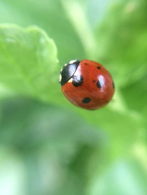 Premium Photo High Angle View Of Ladybug On Plants