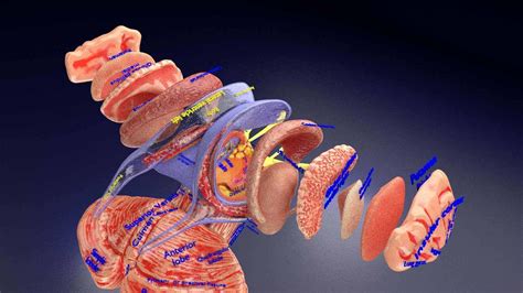 Central Nervous System Cortex Limbic Basal Ganglia Stem Cerebel 3d