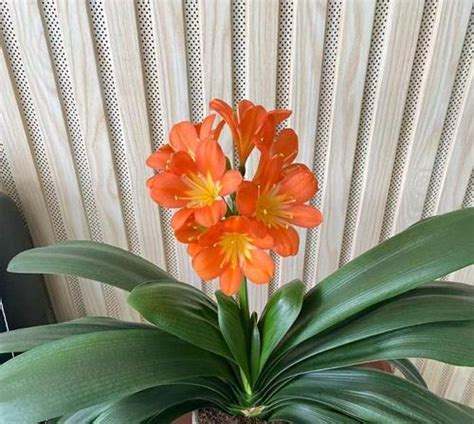 冬天开的花有哪些名字大全 花植网